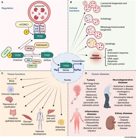 TFEB Current Biology