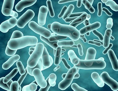 Bifidobacterium Thermacidophilum Hercules Supplements Aust
