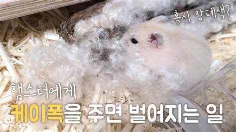 햄스터에게 케이폭을 주면 벌어지는 일 햄스터키우기 드워프 귀여움주의 Youtube