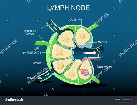 Lymph Node Anatomy Cross Section Lymph Stock Vector Royalty Free