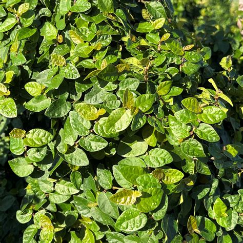 Creeping Fig
