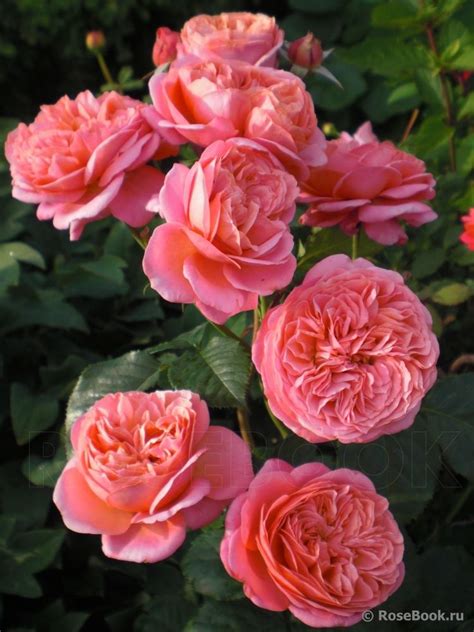 Роза Мэри Энн Фото И Описание – Telegraph