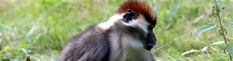 Mangaba Rudoczelna Zoo Wrocław Największy Polski Ogród Zoologiczny