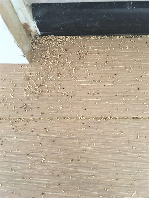 Identifying Insect Eggs Thriftyfun