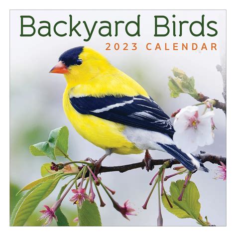 Buy Tf Publishing Backyard Birds Mini 2023 2023 Wall 12 Month Large