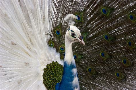 White Female Peacock