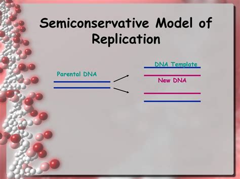 Dna Replication Ppt Download