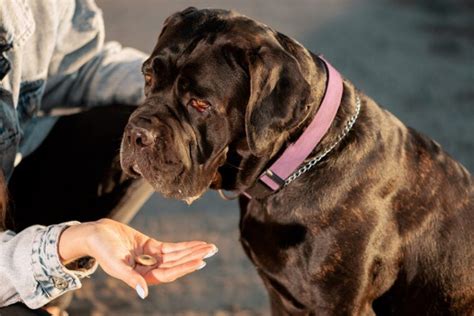 How To Train A Mastiff 12 Expert Tips Hepper Pet Resources