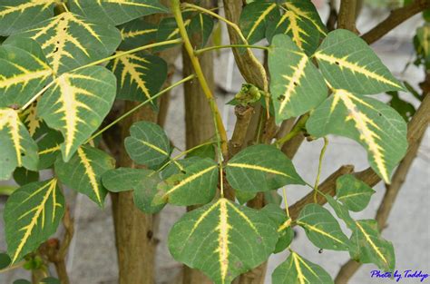 花蓮高農 植物園區 黃脈刺桐