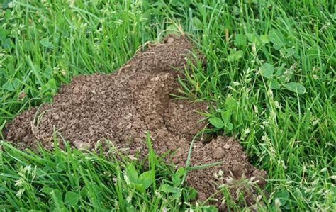 California Pocket Gopher Identification And Control