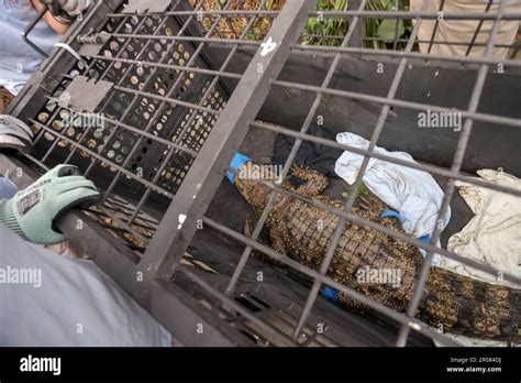 Hong Kong Conservation Officers Have Captured A Rare One Metre Crocodile Spotted At A Village In