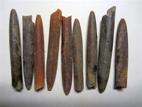 Index Fossils Definition Importance Types Geology In