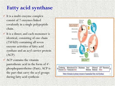 Ppt Fatty Acid Synthesis Powerpoint Presentation Free Download Id