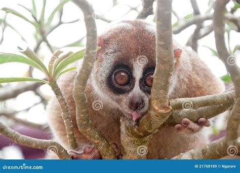Slow Loris Stock Image Image Of Postmark Wildlife Slow 21768189