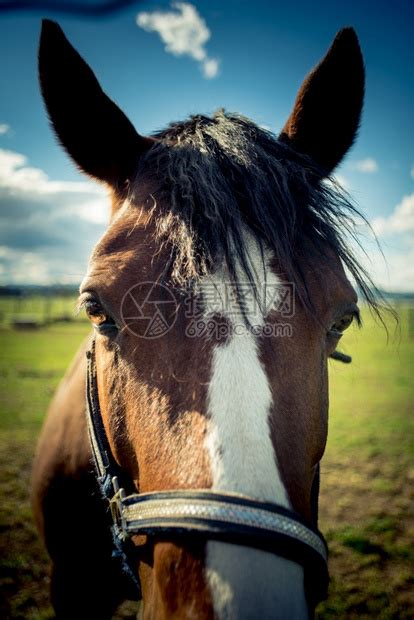 马头特写马头高清图片下载 正版图片307255247 摄图网