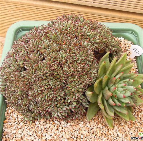 Kr — 꿀벅지 리가 Succulent Lithops Haworthia 다육식물