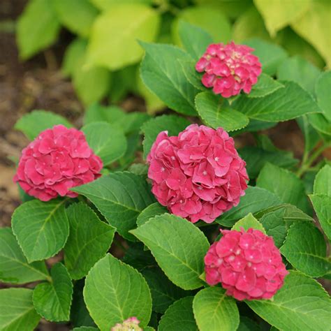 Wee Bit Grumpy® Bigleaf Hydrangea Proven Winners Bigleaf Hydrangea