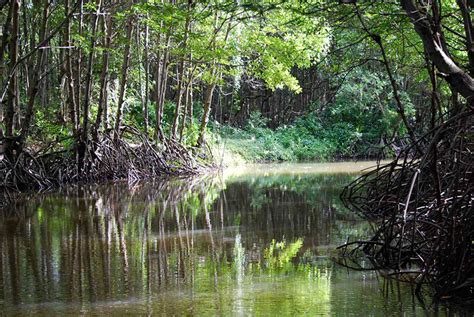 Ghé Thăm Cù Lao Dung Vương Quốc Bần ở Miền Tây Tin Hot 247