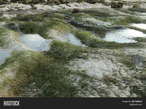 Seagrass On Shoreline Image And Photo Free Trial Bigstock
