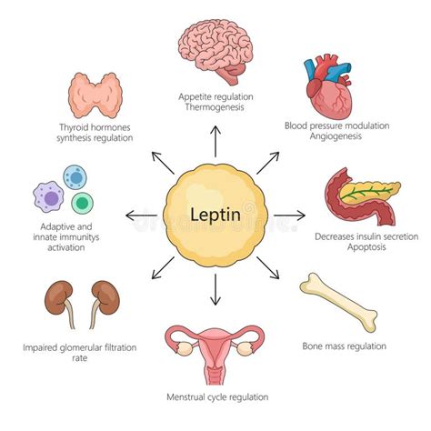 Functions Leptin Hormone Diagram Medical Science Stock Illustration