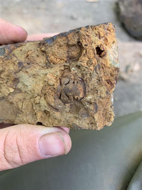 Finding These Odd Bug Looking Pieces In The Panhandle Of Wv Chunks Of