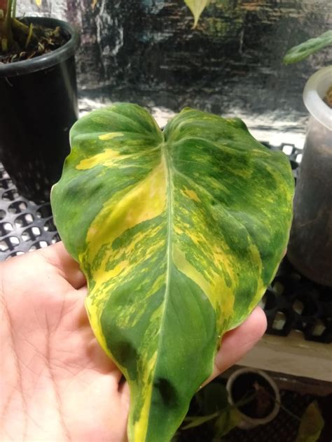 Philodendron Mican Variegated Rphilodendron