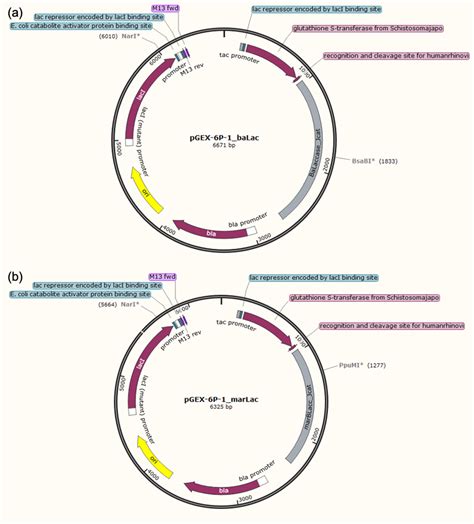 Team Tu Kaiserslautern Design