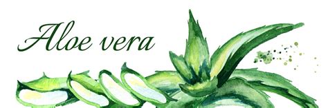 유기농 알로에 베라 가로 그림입니다 손으로 그린된 수채화 건강관리와 의술에 대한 스톡 벡터 아트 및 기타 이미지 건강관리와 의술 건강한 생활방식 구도 Istock
