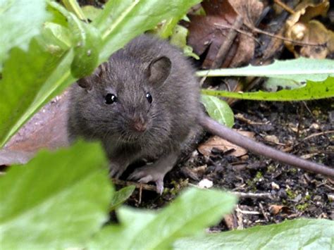House Mouse Mus Musculus Or Mus Castaneus