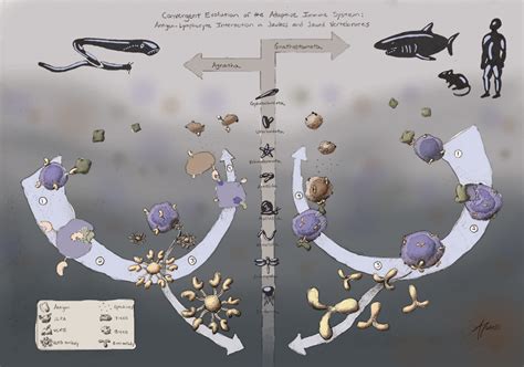 Adaptive Immune System Andrew Tubelli