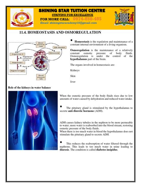 11 4 Homeostasis And Osmoregulation Pdf Homeostasis Glucose