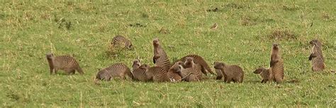 Banded Mongoose Wildlife