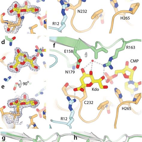 Structure Of The Wbbbgt99 Cmp β Kdo Complex A B Orthogonal Views Of Download Scientific