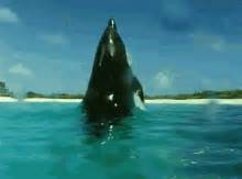 Whales Jumping S Tenor
