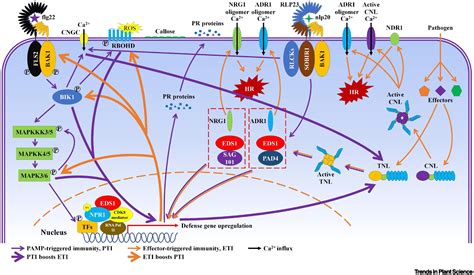 Pti And Eti Convergent Pathways With Diverse Elicitors Trends In