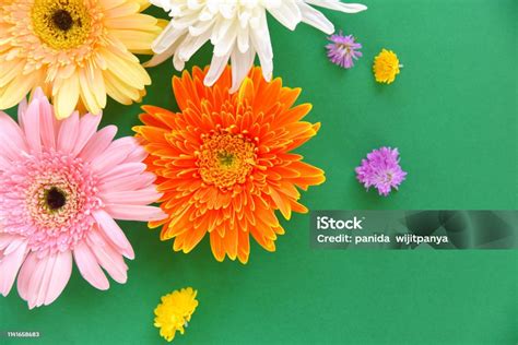 다채로운 거 베라 봄 꽃 여름 아름 다운 녹색 배경에 피는플랫 레이 탑 보기 개념에 대한 스톡 사진 및 기타 이미지 개념 계절 구도 Istock