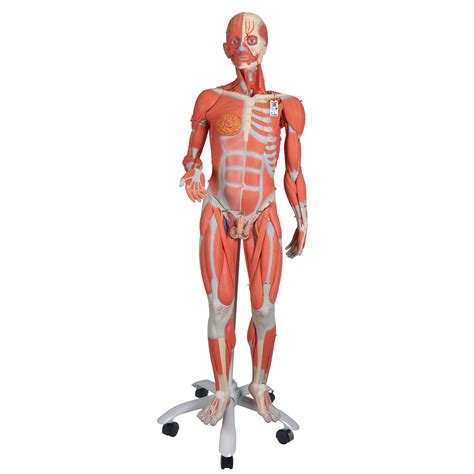34 Life Size Dual Sex Human Muscle Model On Metal Stand 45 Part 3b