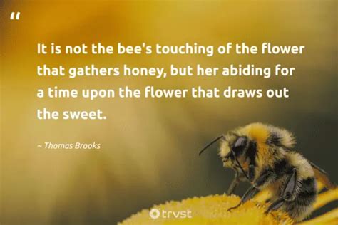 35 Honey Quotes For Natural Sweetness And Busy Bees 2025