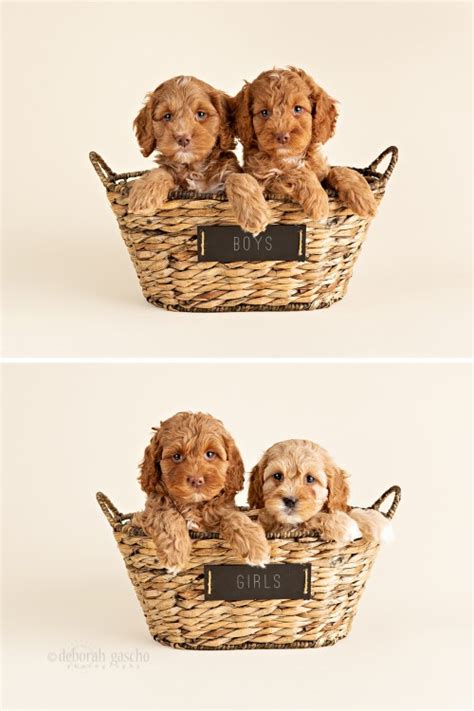 Adorable Cockapoo And Bichon Poodle Puppies