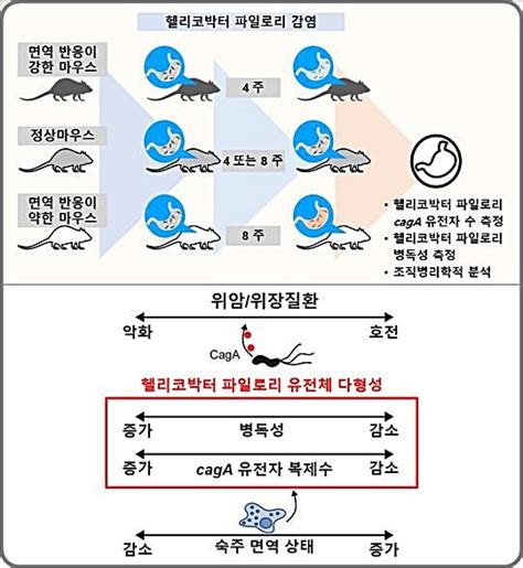 국내연구진 면역력에 따른 헬리코박터 독성인자 변화 규명 파이낸셜뉴스