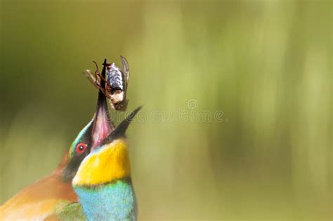 Beautiful Bird Threw A Beetle Before Eating It Stock Image Image Of
