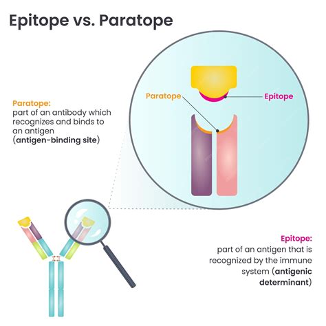 Premium Vector Epitope Versus Paratope Vector Illustration Diagram