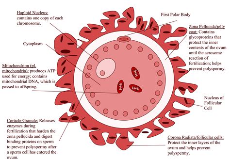 Human Eggs Are A Alecithalb Microlecithalc Mesolecithald