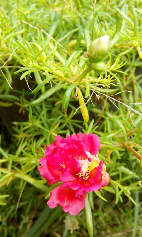 Belajar Bertanam Tanaman Bunga 10 Pagi