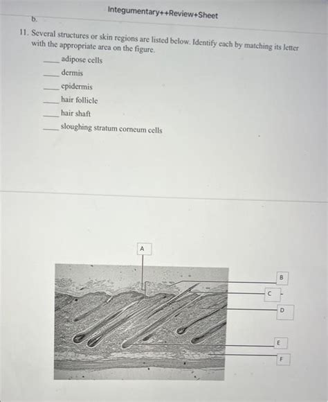 Solved 11 Several Structures Or Skin Regions Are Listed