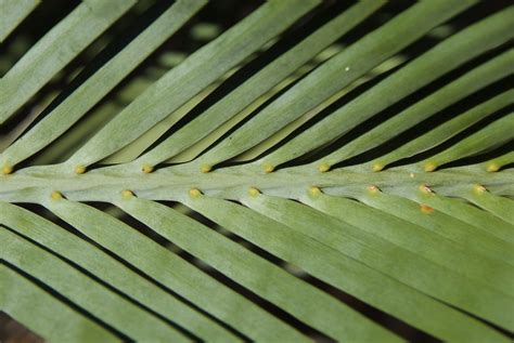 Macrozamia Macdonnellensis Zamiaceae