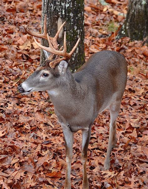 Buck 10 Pointer Ten Pointer Antlers Deer Mixtiles Etsy