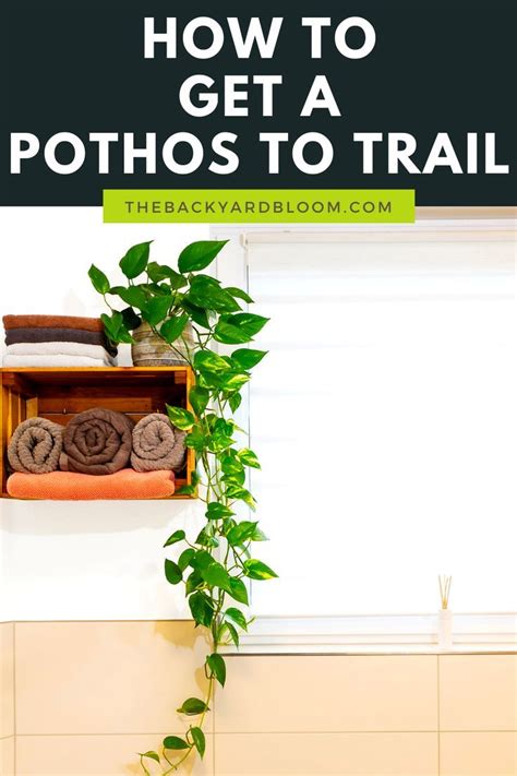 How To Grow Trailing Pothos 7 Solutions To Get Pothos To Trail Artofit