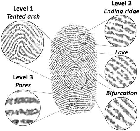 Inked Fingermark Taken From The Primary Donor Within This Research