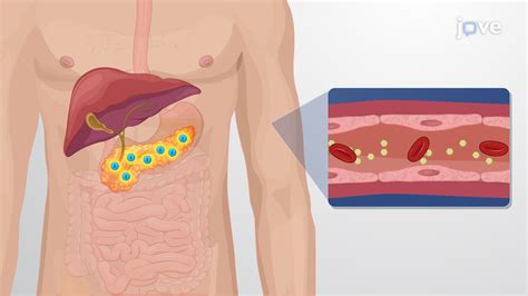 Video Glucose Homeostasis Regulation Of Blood Glucose